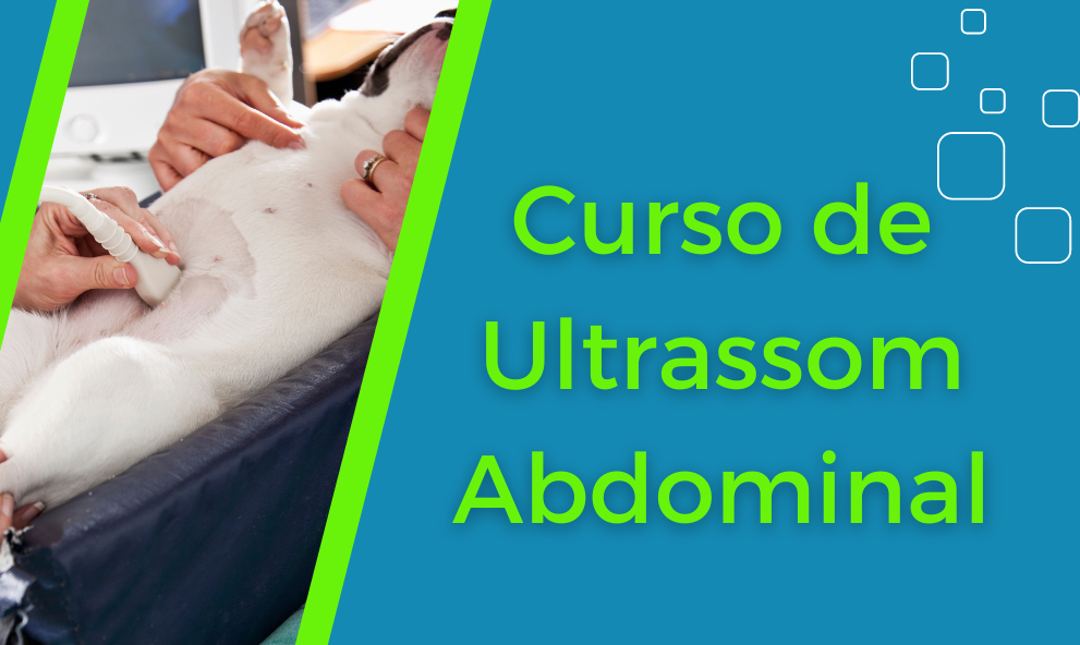 Curso de Ultrassom Abdominal - Diagvet - Cursos Veterinarios