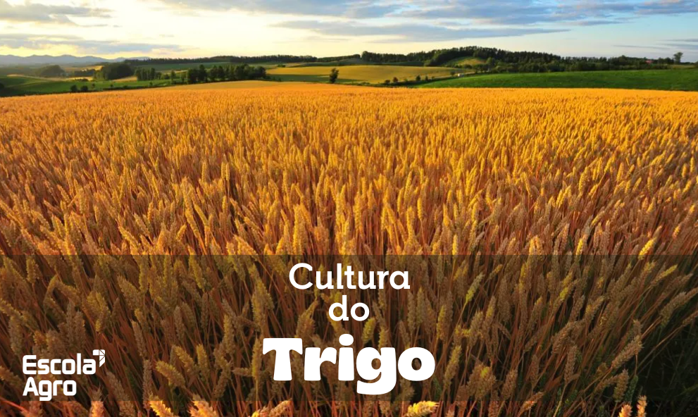 Trigo - Escola Agro